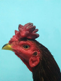 Jenis-Jenis Jengger Ayam Bangkok | KING ROOSTER FARM