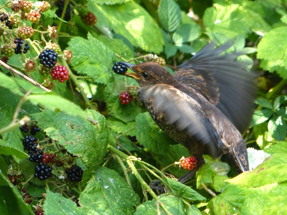 Kensington Gardens and Hyde Park birds
