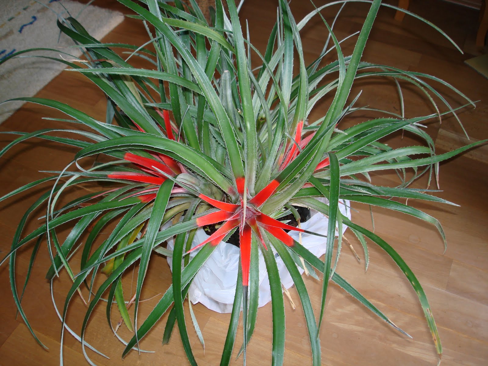 Fascicularia bicolor / baštenska bromelija | Cvjetna Oaza - Sve o cvijecu