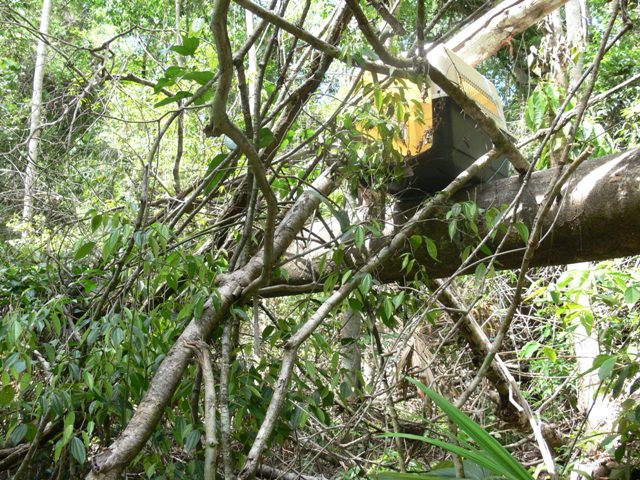 TAMANDUA World: Log of MY OBSERVATIONS