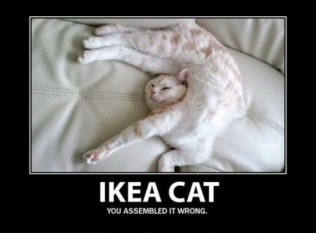 Cats Rule This World: IKEA Cat