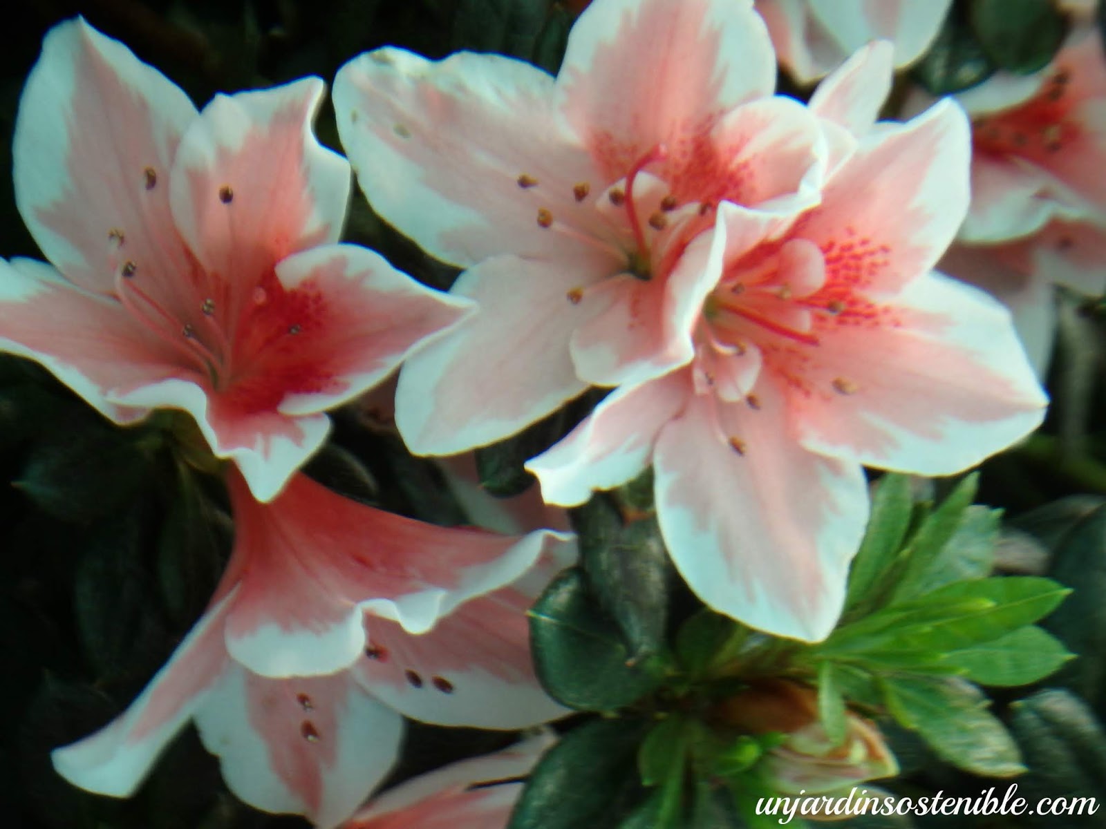 Rhododendron (Rododendro, Azalea)