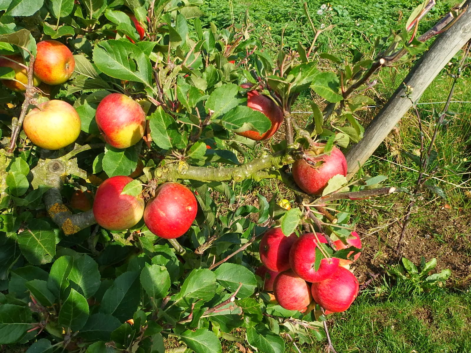 Breaking the Rules: Apple Pruning