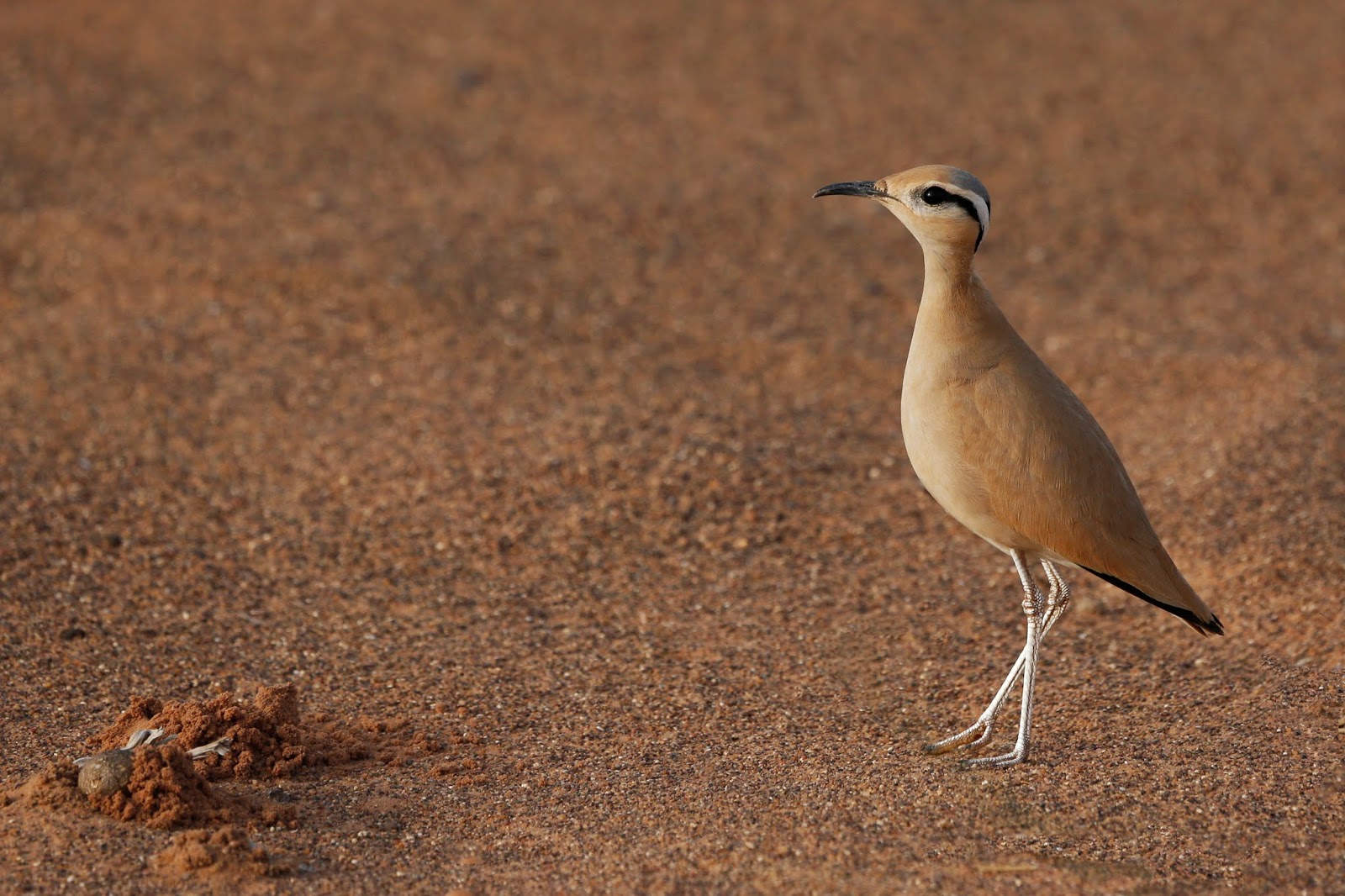 Slow Birding: Morocco--Day 7: Erg Chebbi and the Edge of the Sahara