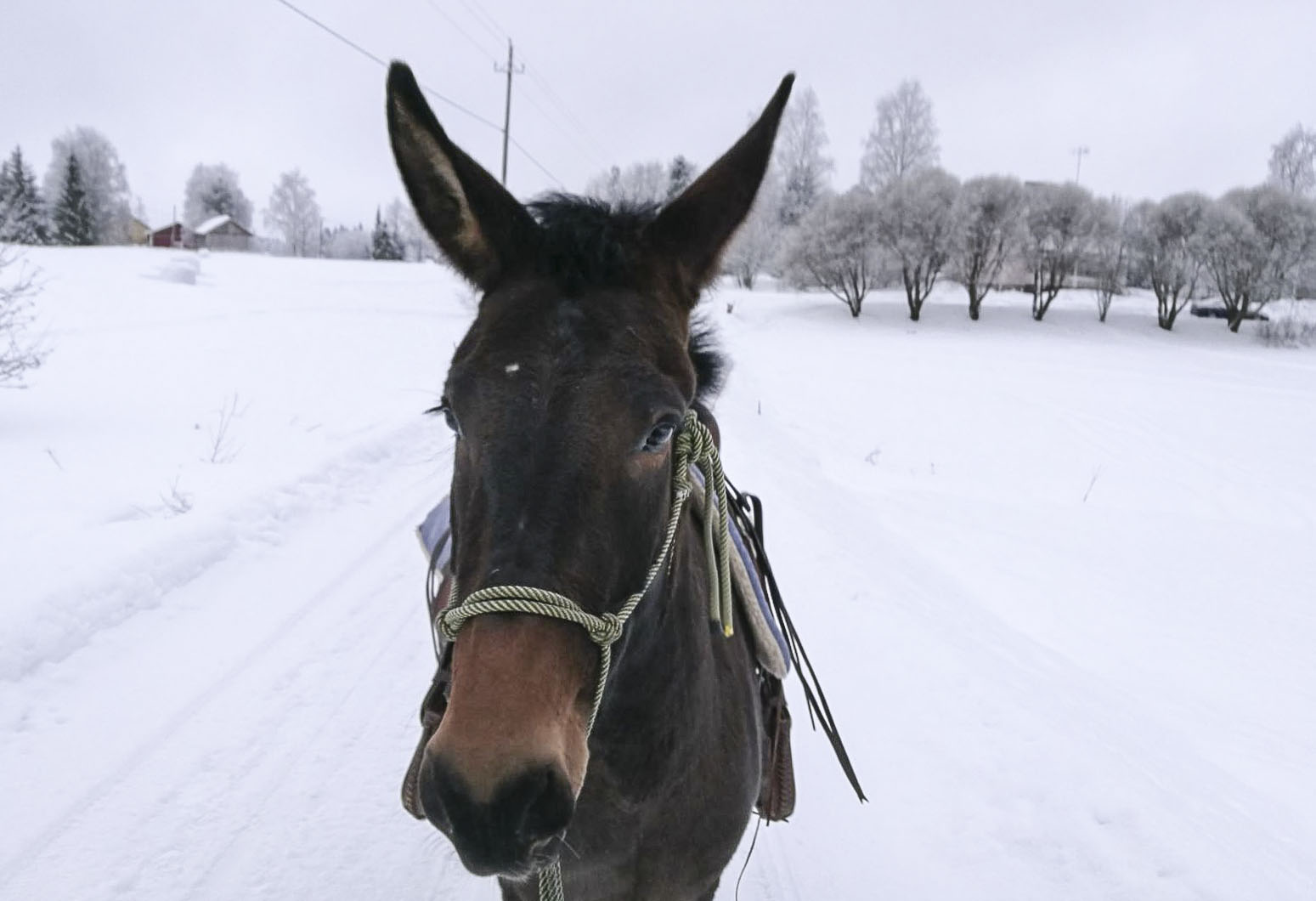 Muuliprojekti: tammikuuta 2018