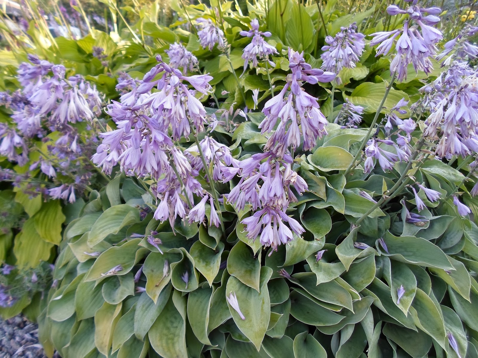 Klockarhagen: Funkia, Hosta