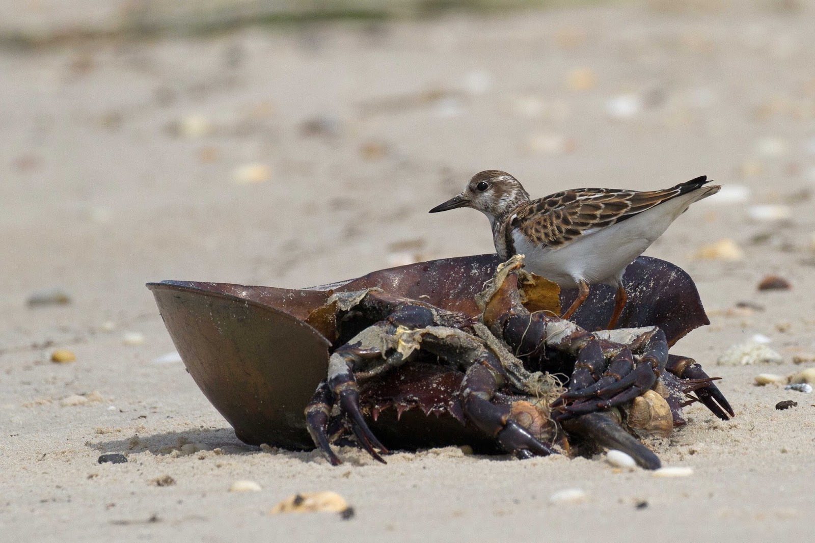 Philly Bird Nerd : Crab Fest