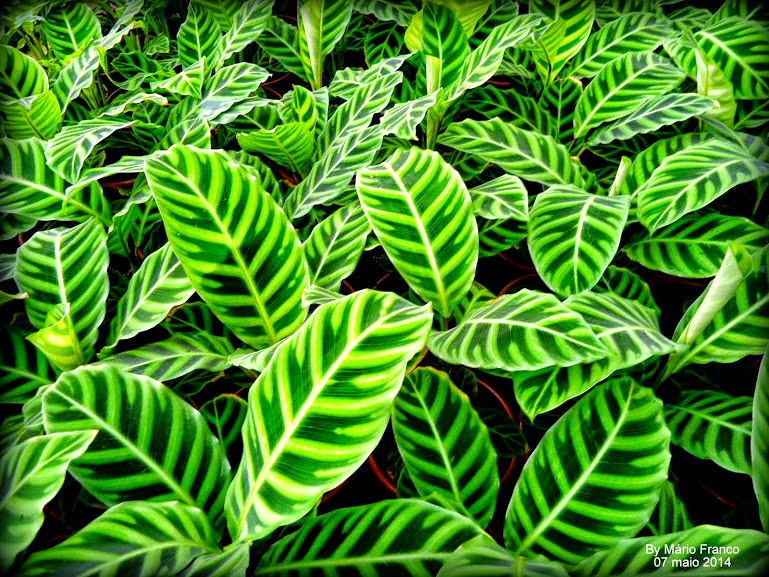 CALATÉIA-ZEBRA, MARANTA-ZEBRA - ( Calathea zebrina ) - Meu Cantinho Verde