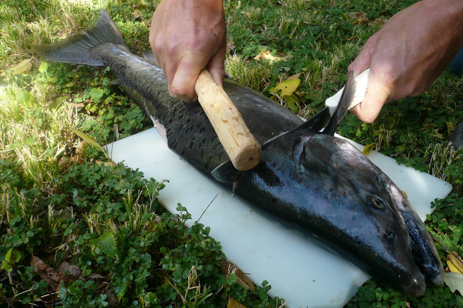 Countryman: Foraging California's Wild Side: How to Cut a Large Fish ...