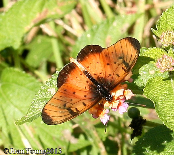 South African Photographs: Natal Acraea (Acraea natalica) Female