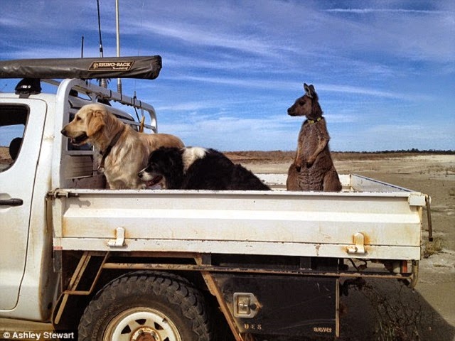 Conoce a "Dusty", el canguro rescatado que tiene complejo de perro ...