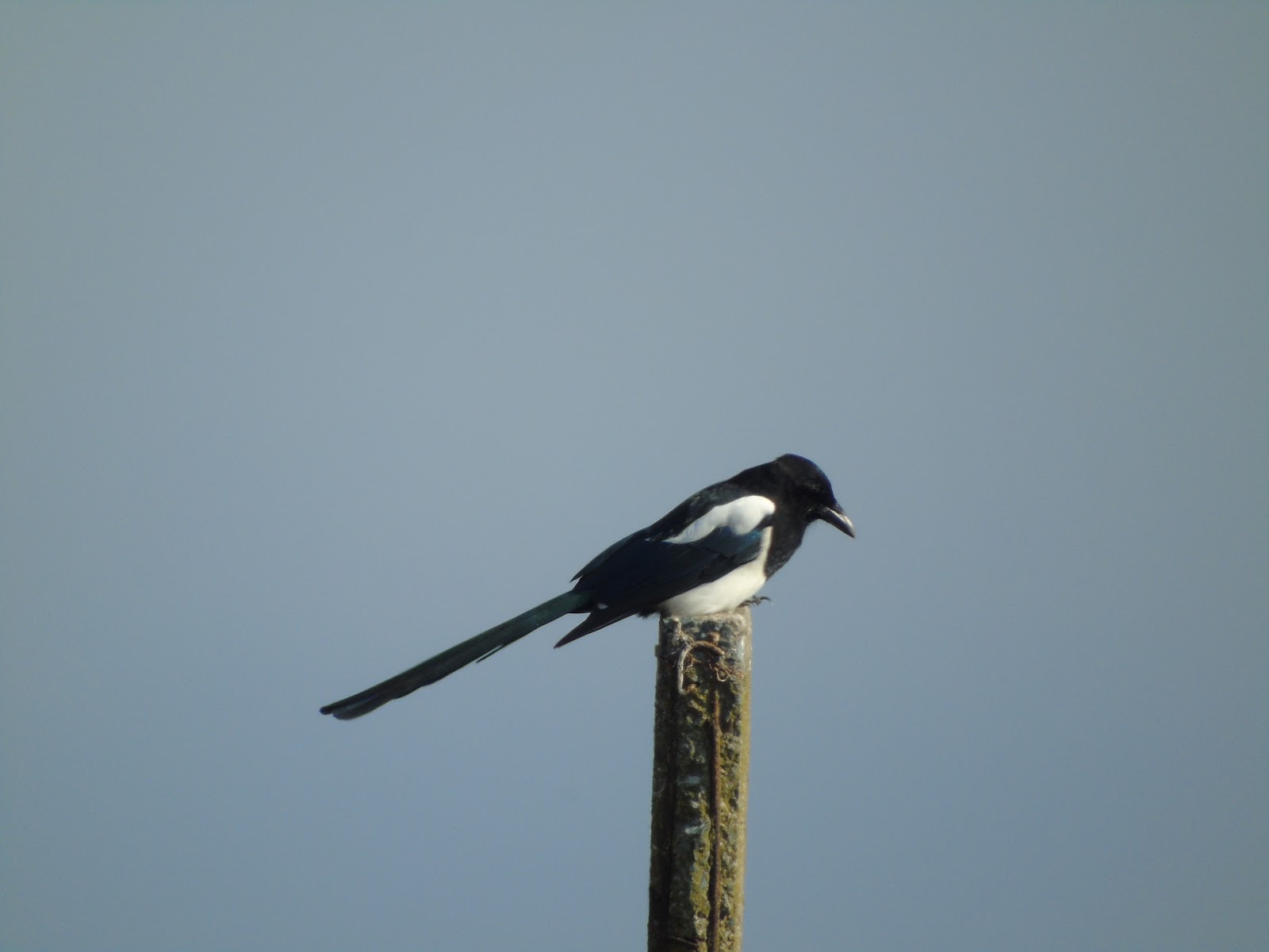 PASARI DIN ROMANIA: COTOFANA, Pica pica