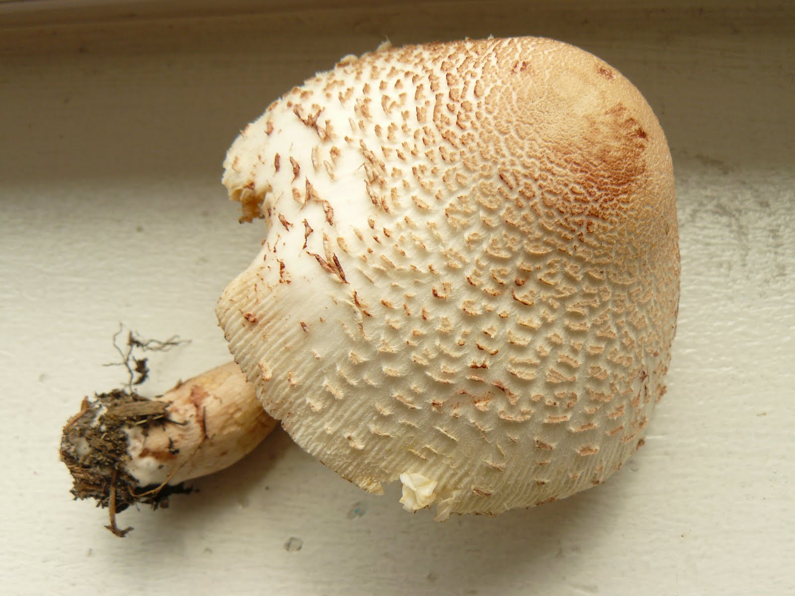 Mushroomer: Reddening Lepiota