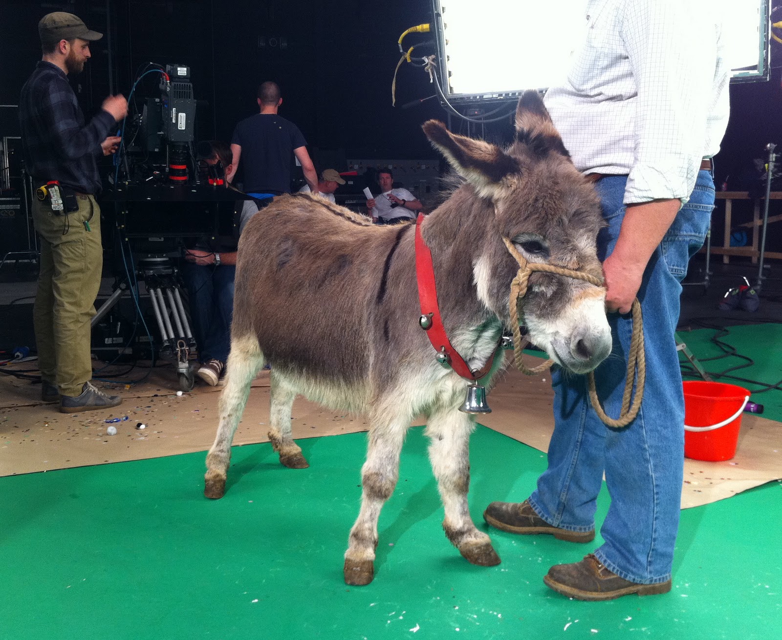 Nature In London: Donkey (Equus asinus)
