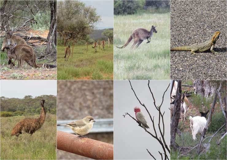 Life Images by Jill: Rock formations and wildflowers in the Gawler ...