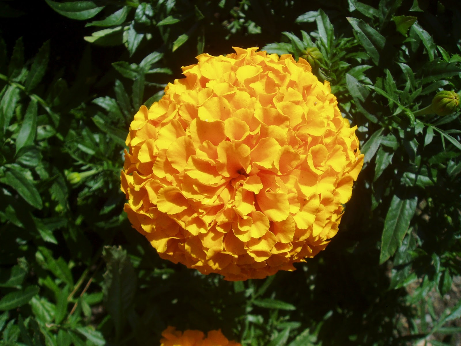 TAGETE: Tagetes erecta | Plantas rioMoros