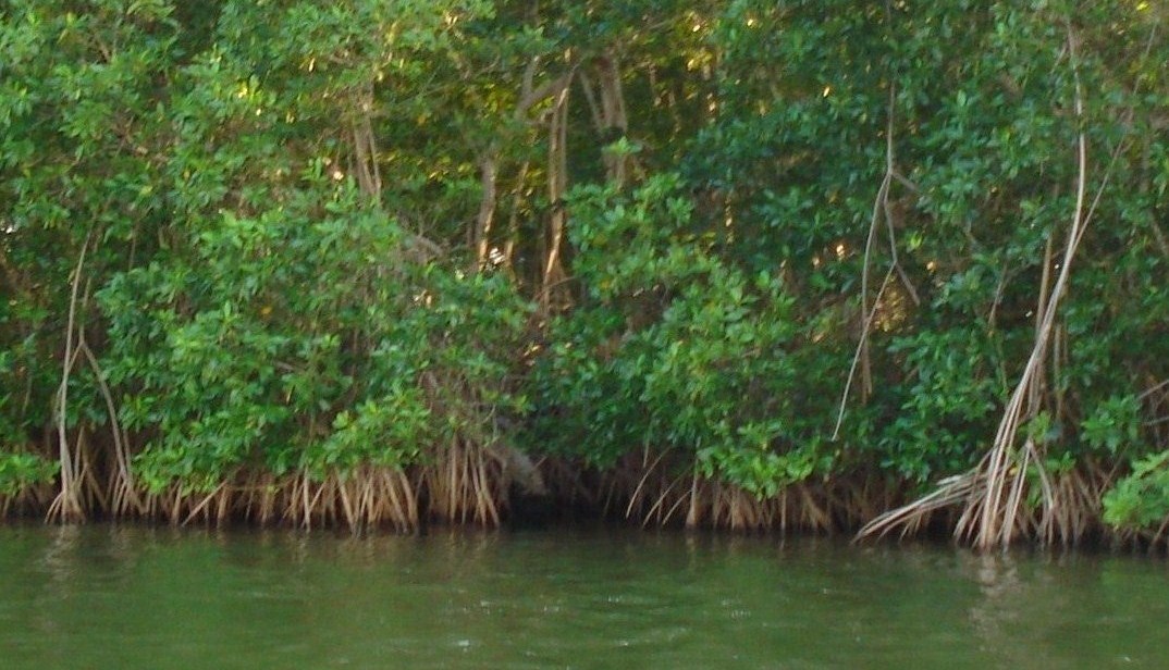 Manglares de Puerto rico