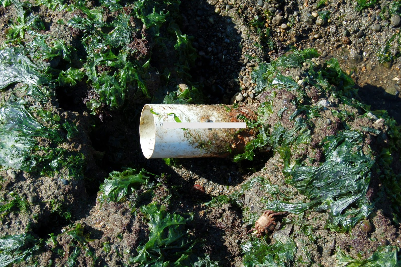 Protect Our Shoreline News: Geoduck Farming and Waterlogged Logs