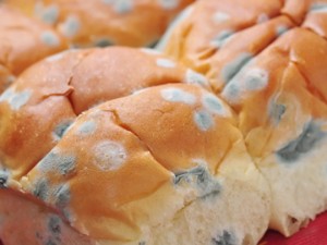 Sela Venus: Jenis, Efek & Cara Mencegah Pertumbuhan Jamur pada Roti