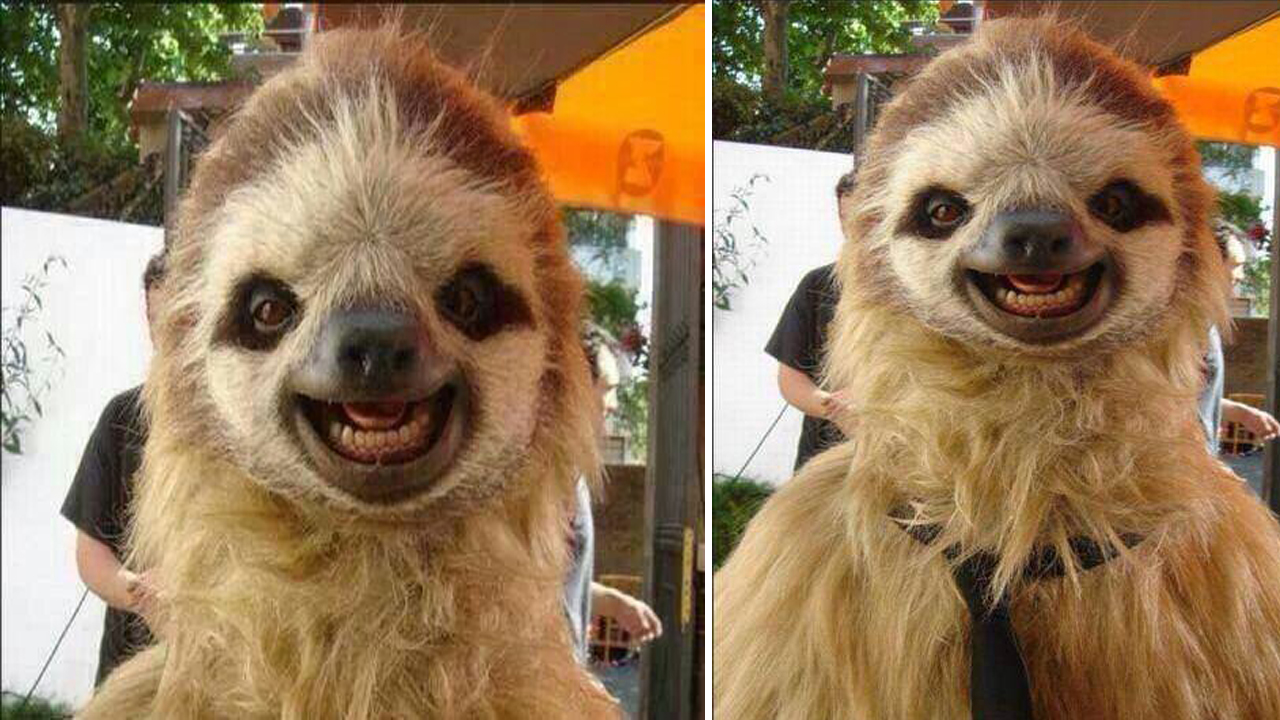 10 Smiley Animals Who Are Having A Really, Really Good Day | Part[1 ...