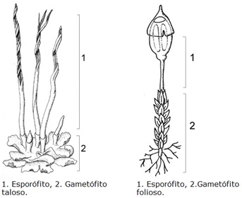 The Environmentalist Journal: BRIÓFITOS.
