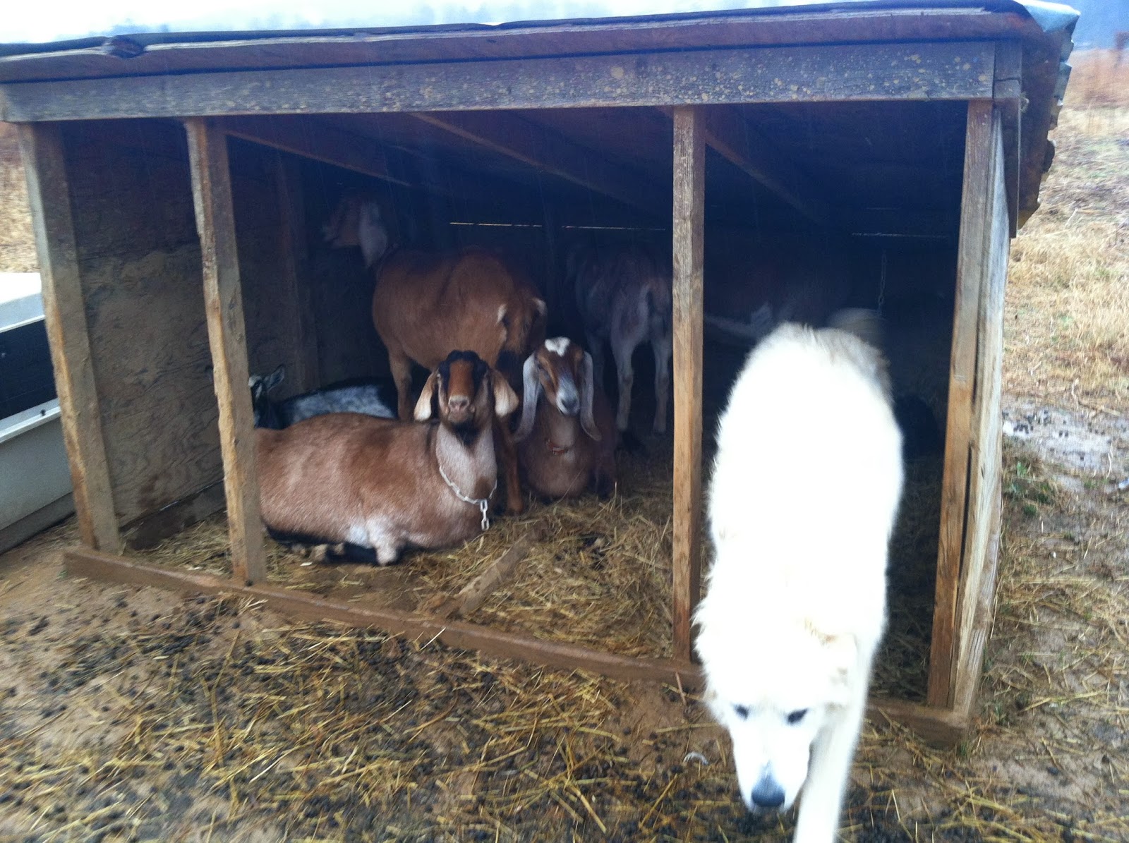 Holes In My Jeans: A new house for the goats?
