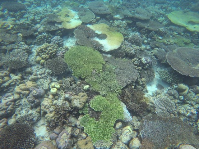Unexpected Journey to Labengki Islands (Miniatur Raja Ampat) - Mom of ...