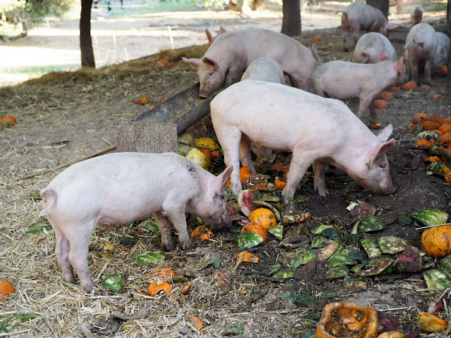 Little Hiccups: Hoes Down Harvest Festival 2016