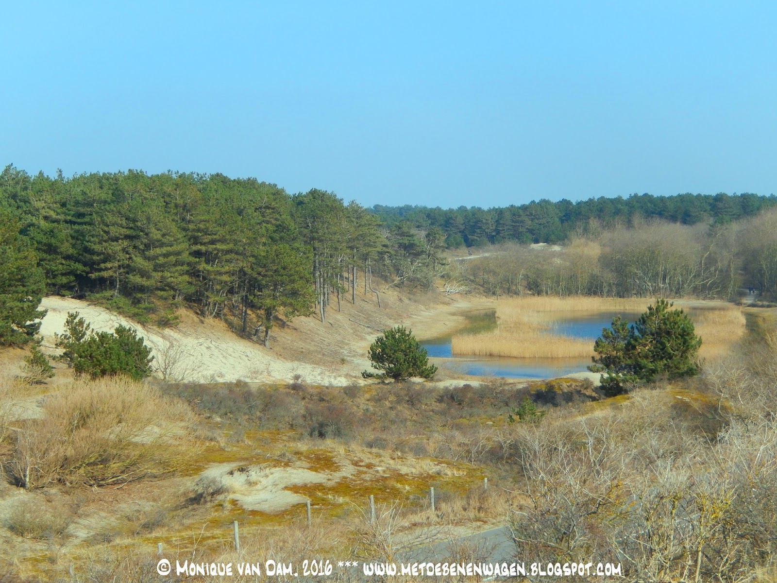 De duinen tussen Wassenaar en Scheveningen
