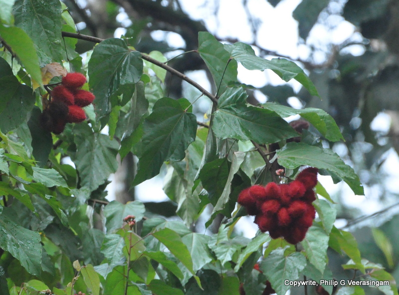 philipveerasingam: Harmless, useless but pretty fruits, Meepe, Sri Lanka.