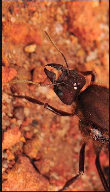 SAKO: BACHACO/ SAKO: ¿POR QUE?