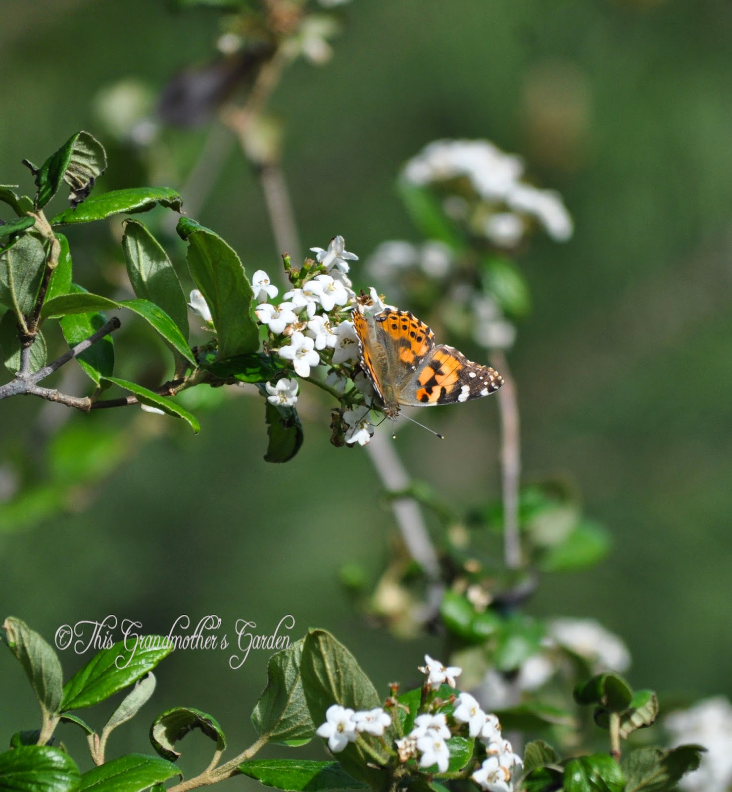 This Grandmother's Garden: Painted Ladies Migration