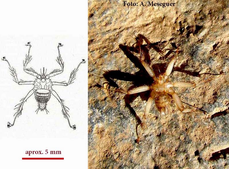 espeleobloc: Una nova especie de coleòpter troglobi del Marroc