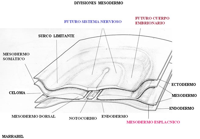MANUAL DE REPRODUCCION BOVINA: EMBRIOLOGIA