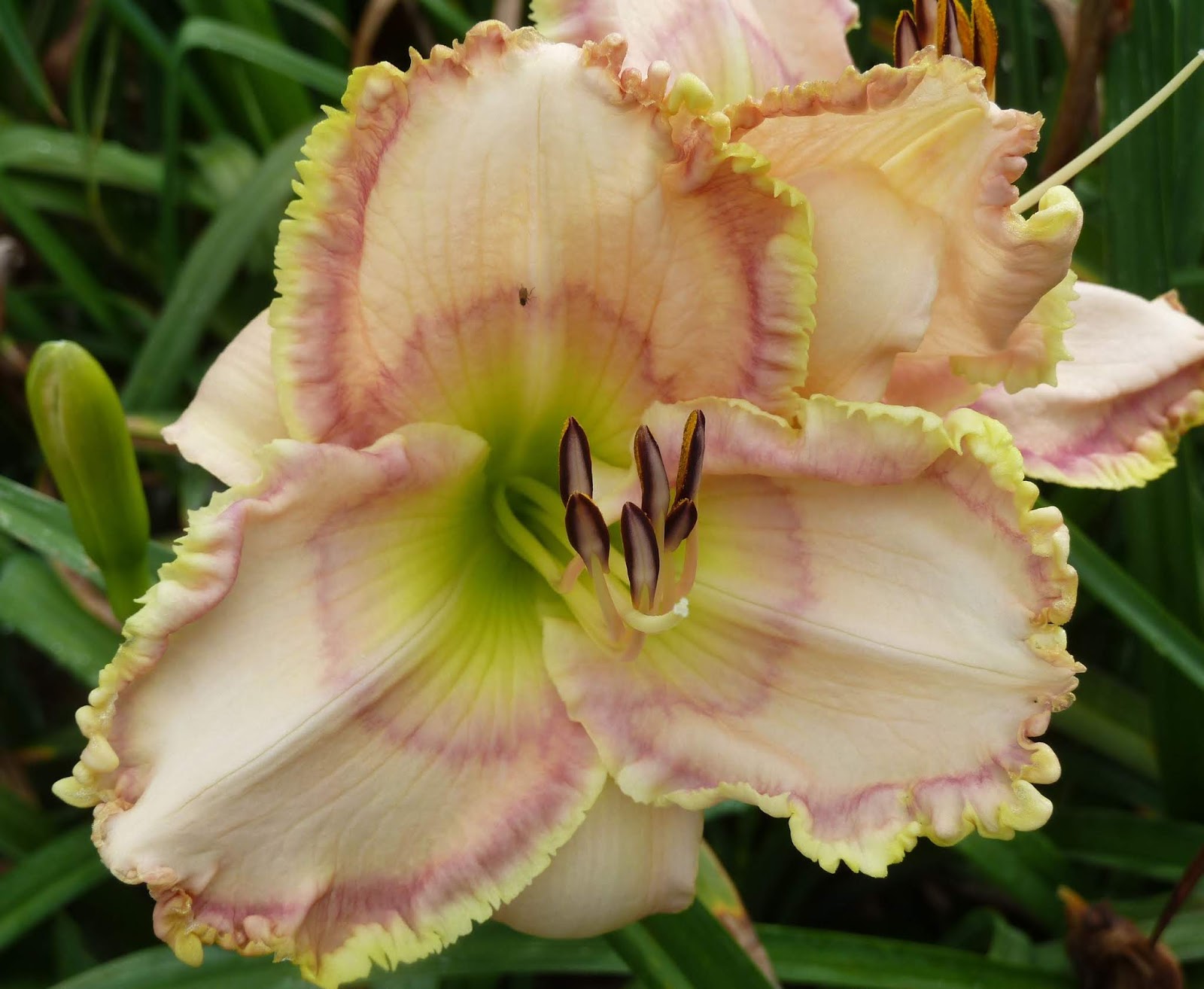 American Daylily Society Region One: 2019 Region One Tour Garden ...