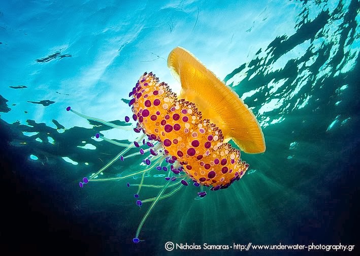 These Petty Moments: Photographer Spotlight: Nicholas Samaras