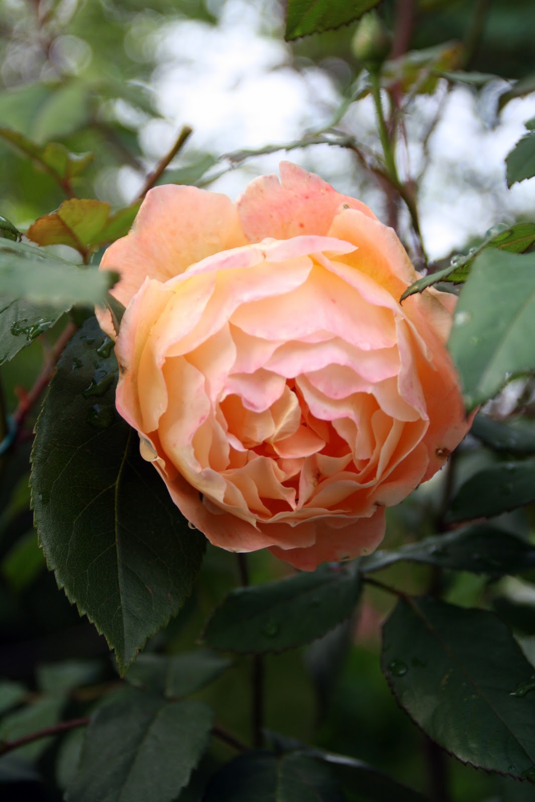 Frk. Anemone: Mine roser