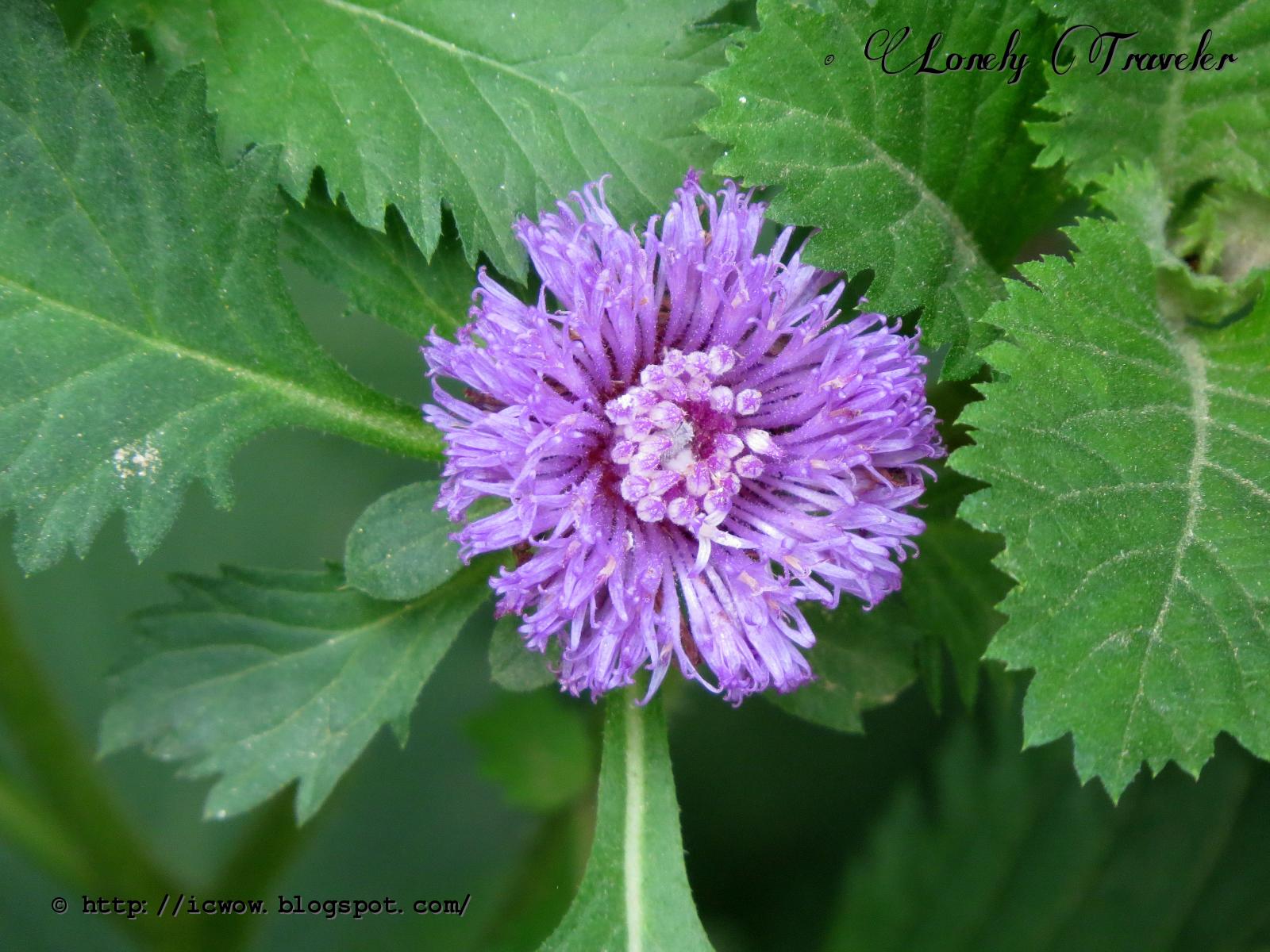 Brazilian bachelor's button - Centratherum punctatum