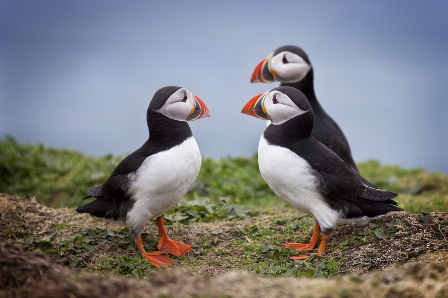 [Foto]: Puffin, Burung Cantik Yang Bersedih dan Menyesal Ketika ...