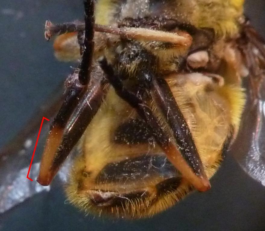 Dave Hubble's ecology spot: Syrphid detail