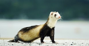 Los Animales y sus Humanos: Cómo seleccionar a un Hurón