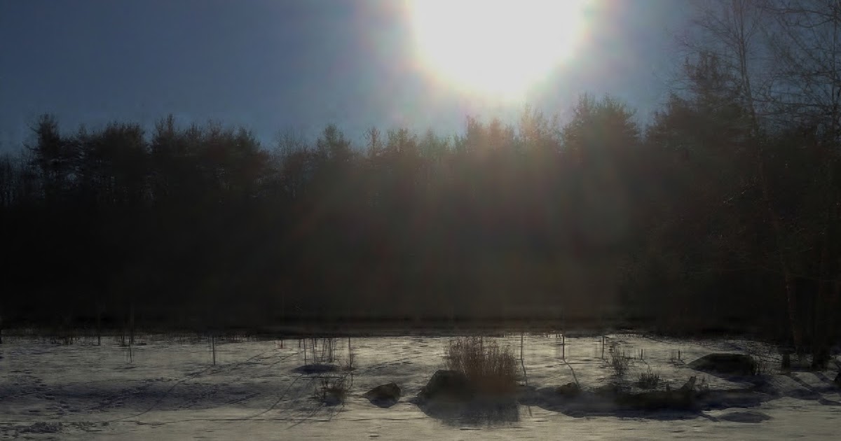 Annie's Gardening Corner: Lighter Days and Nights