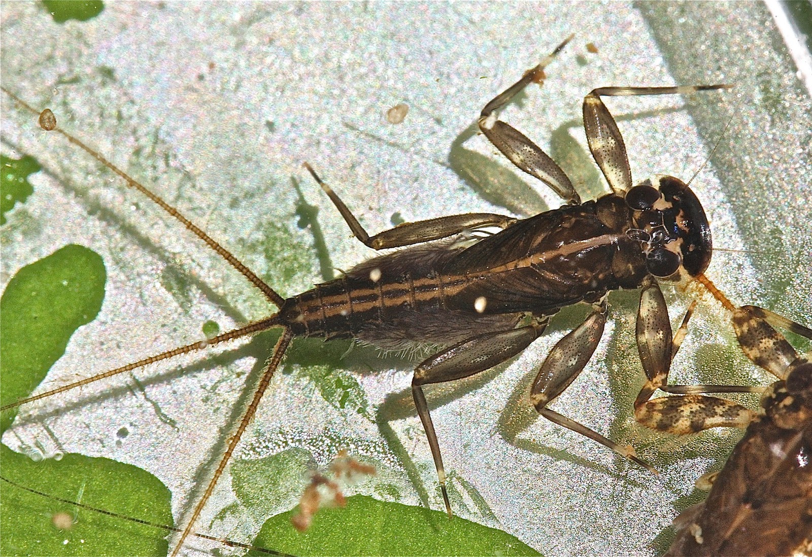 Aquatic Insects of Central Virginia: A "Cheat Sheet" for the flatheaded ...