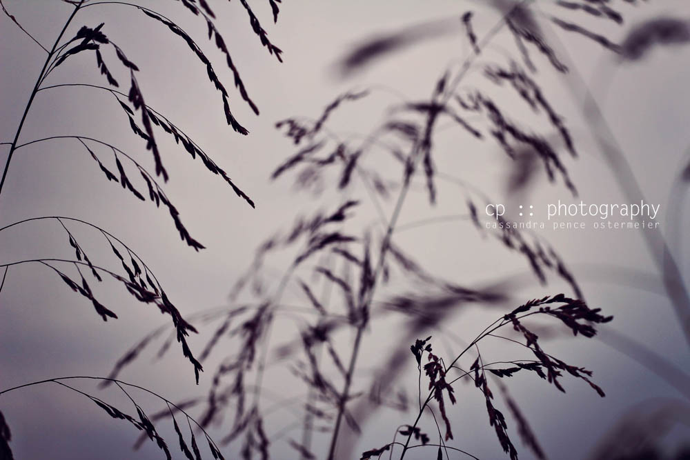 sassafras: dreary day :: nature photography