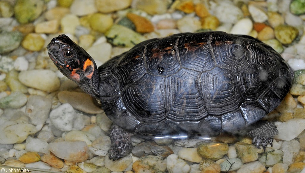Current Events: The Bog Turtle