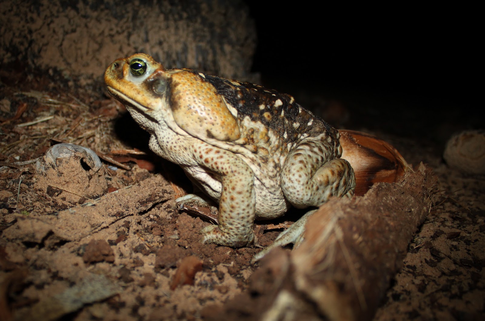 Sítio Tamboril: Sapo Cururu