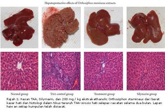Herba & Tumbuhan: Misai Kucing Ubatan Tradisional Turun Temurun