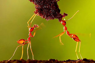 INFORMASI, CARA DAN TIPS BERMANFAAT: >> 7 Fakta menarik mengenai ...