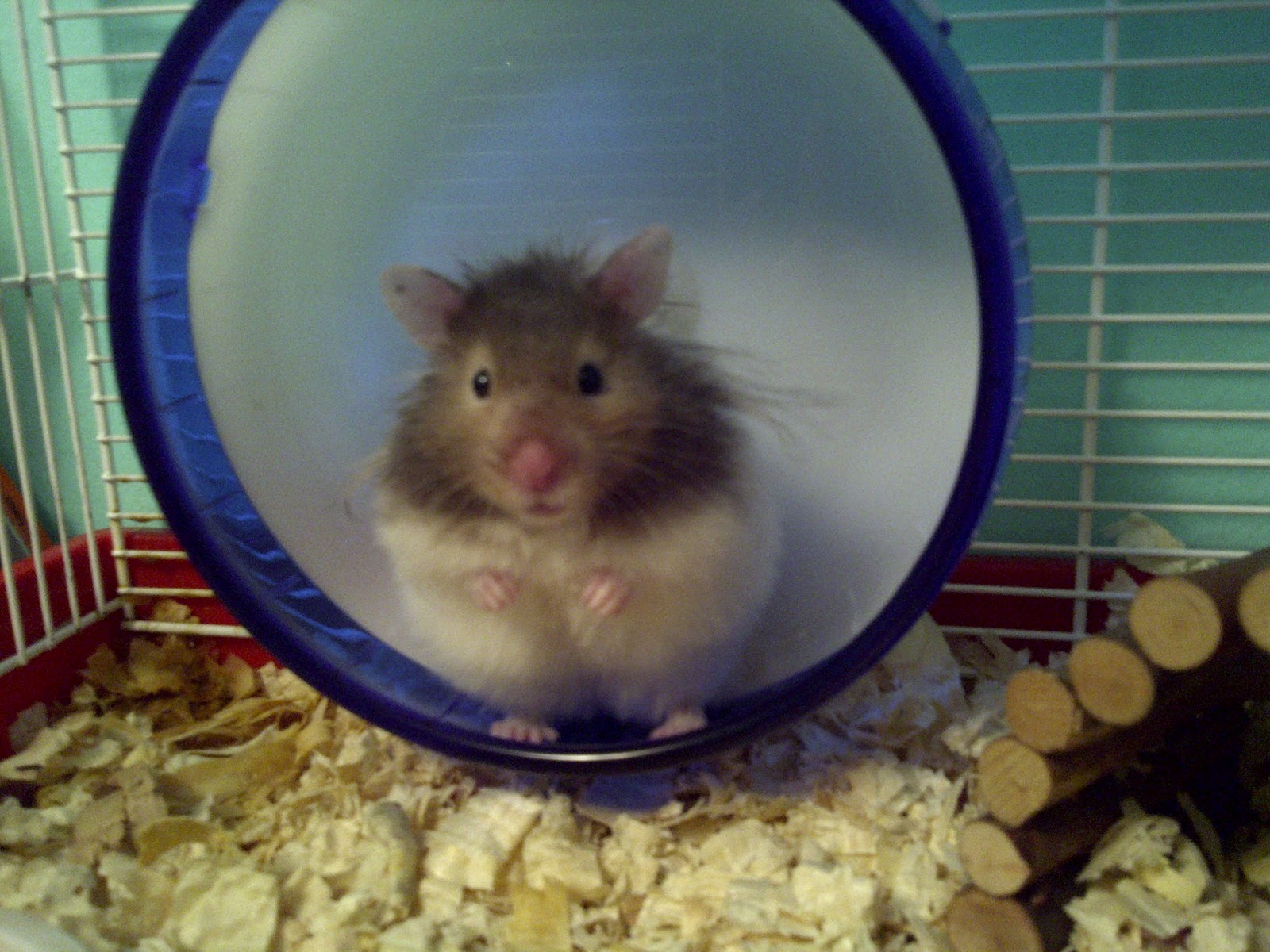 Hamsters VS. Silent Spinner Wheel