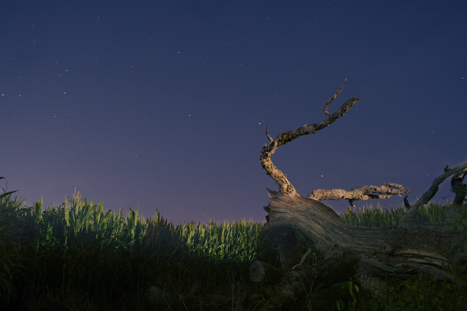 Star Trails with a Dead Tree in a Corn Field [Stellar Neophyte ...